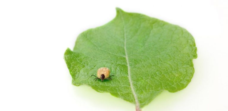 Muscatura de capusa – riscuri si ce e de facut – Sfaturimedicale.ro