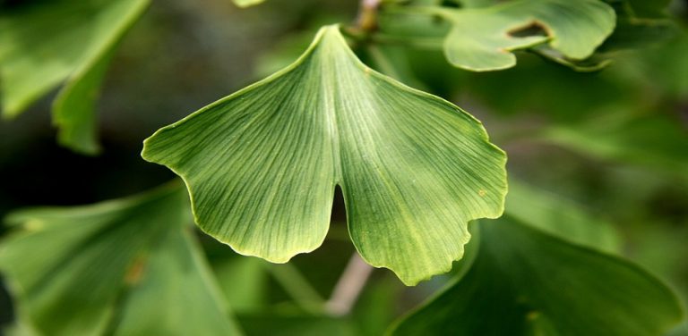 Tanakan – extract standardizat de Ginkgo biloba – Sfaturimedicale.ro
