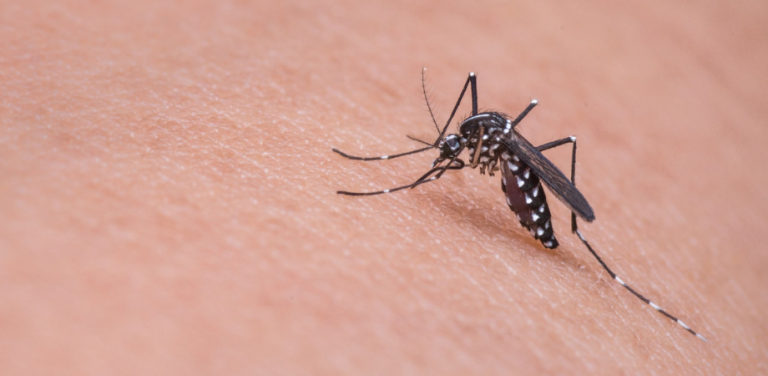 Ciupituri de tantari – riscuri si ce e de facut – Sfaturimedicale.ro