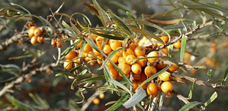 Catina – compozitie, beneficii si consum – Sfaturimedicale.ro