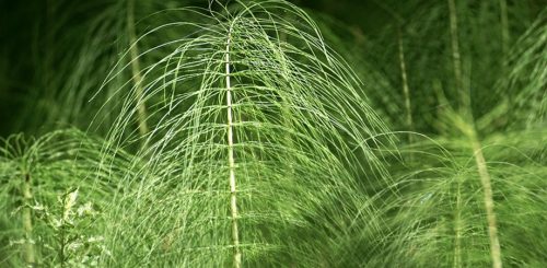 Coada-calului – beneficii, utilizare si contraindicatii ...