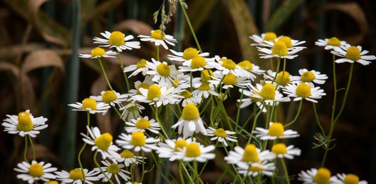 Musetelul - beneficii, proprietati, utilizare - Sfaturimedicale.ro