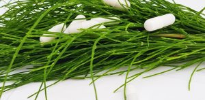 Coada-calului – beneficii, utilizare si contraindicatii ...