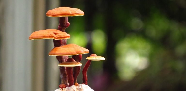 Ganoderma – ce este, beneficii, utilizare, contraindicatii ...