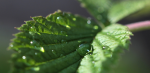 Menta – beneficii, remedii, contraindicatii – Sfaturimedicale.ro