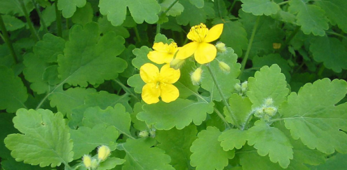 Rostopasca – beneficii, proprietati, utilizare – Sfaturimedicale.ro