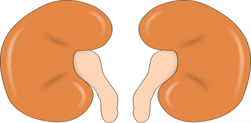 Rinichii – anatomie, afectiuni renale, preventie si tratament ...