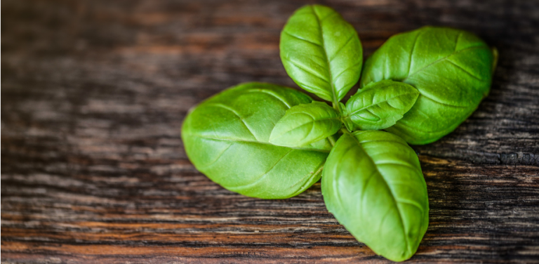 Busuiocul – beneficii, utilizari, contraindicatii – Sfaturimedicale.ro