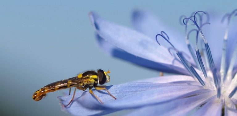 Cicoarea – beneficii, consum, contraindicatii – Sfaturimedicale.ro