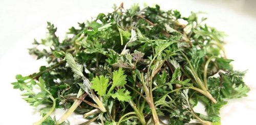 Pelinul (planta) – beneficii, remedii, contraindicatii – Sfaturimedicale.ro