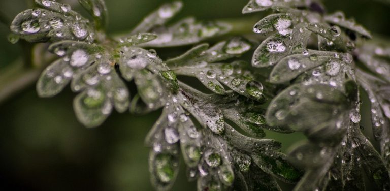 Pelinul (planta) – beneficii, remedii, contraindicatii – Sfaturimedicale.ro