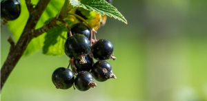 Coacaze – beneficii, proprietati, contraindicatii – Sfaturimedicale.ro