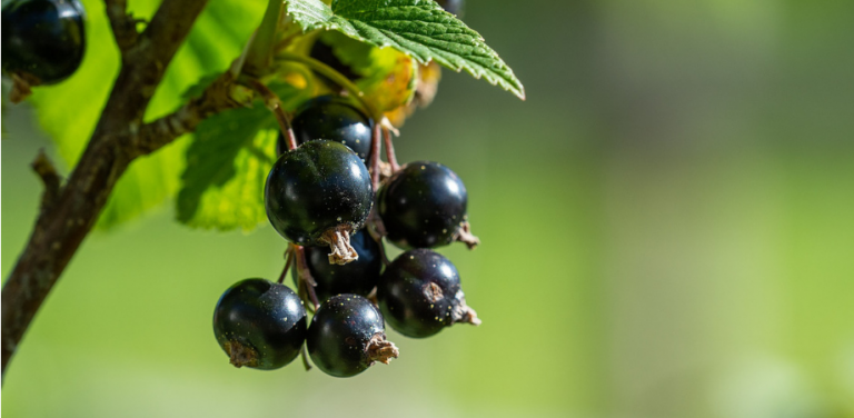 Coacaze – beneficii, proprietati, contraindicatii – Sfaturimedicale.ro