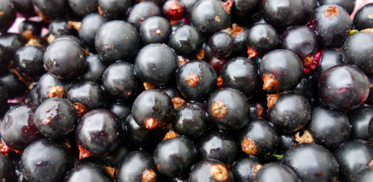 Coacaze – beneficii, proprietati, contraindicatii – Sfaturimedicale.ro