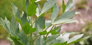 Leustean – beneficii si utilizari – Sfaturimedicale.ro