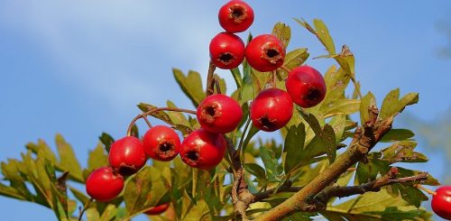 Paducel – beneficii, utilizare, contraindicatii – Sfaturimedicale.ro