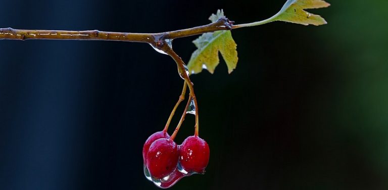 Paducel – beneficii, utilizare, contraindicatii – Sfaturimedicale.ro