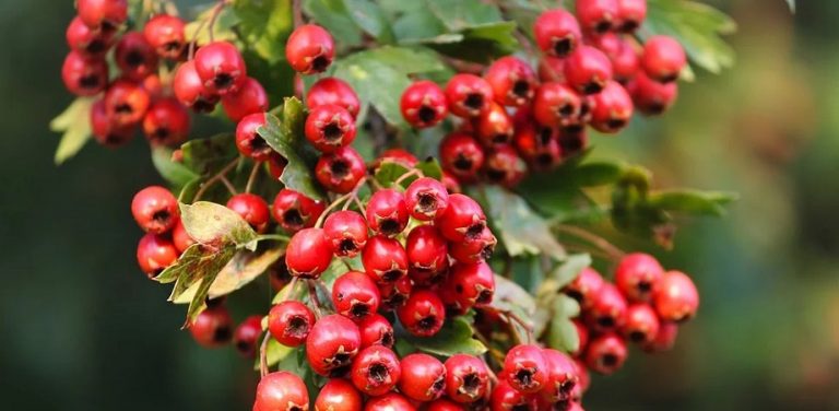 Paducel – beneficii, utilizare, contraindicatii – Sfaturimedicale.ro