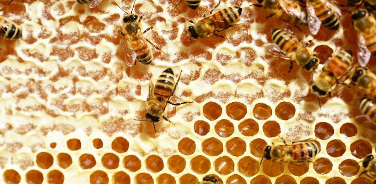 Laptisor de matca – beneficii si recomandari – Sfaturimedicale.ro