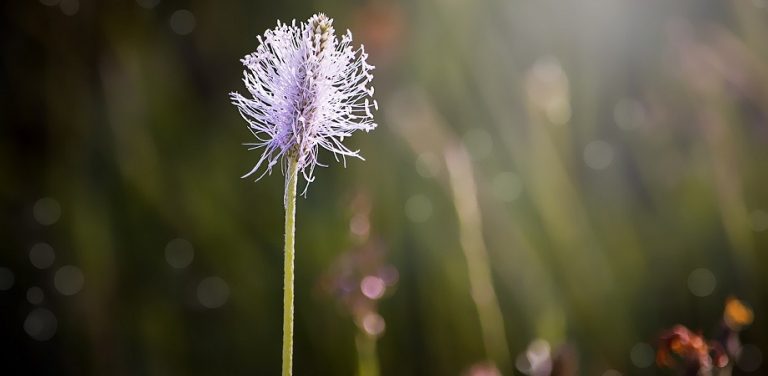 Patlagina – beneficii si recomandari – Sfaturimedicale.ro