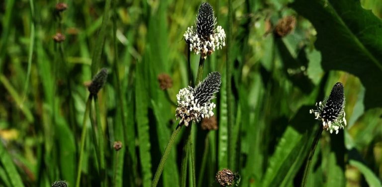 Patlagina – beneficii si recomandari – Sfaturimedicale.ro