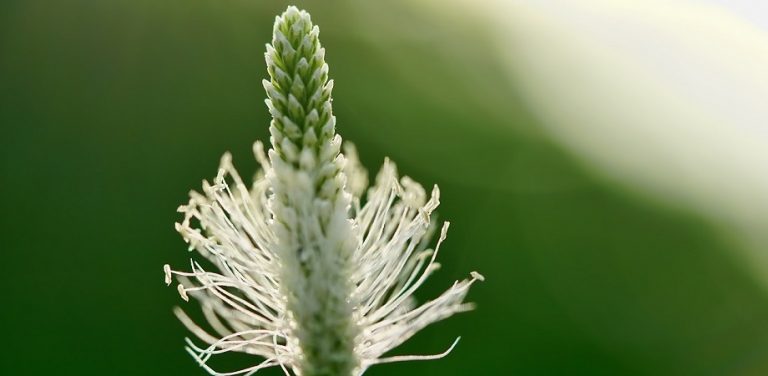 Patlagina – beneficii si recomandari – Sfaturimedicale.ro