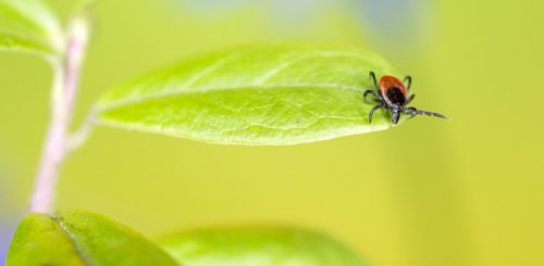 Boala Lyme – simptome, transmitere, tratament – Sfaturimedicale.ro