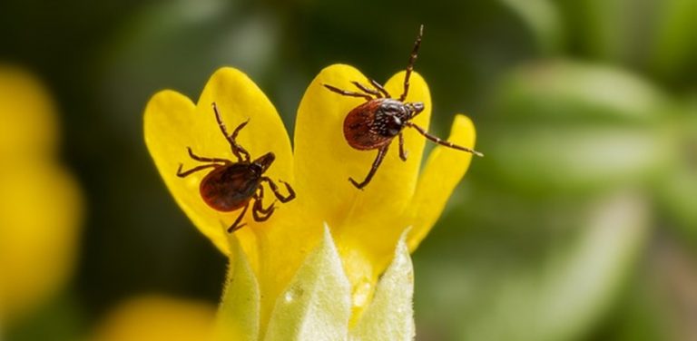 Boala Lyme – simptome, transmitere, tratament – Sfaturimedicale.ro