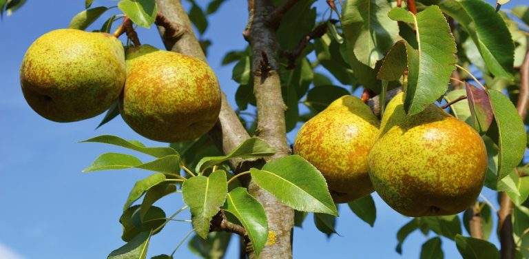 Pere – beneficii, compozitie nutritiva, contraindicatii ...