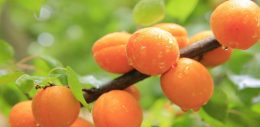 Caisele – beneficii, valori nutritionale, contraindicatii ...