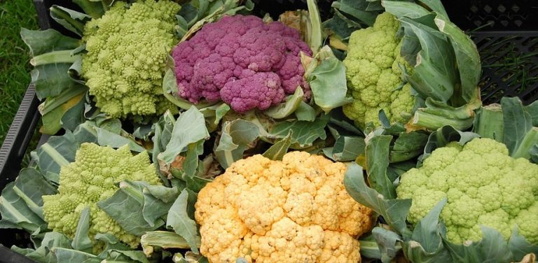 Conopida – compozitie, beneficii si consum – Sfaturimedicale.ro