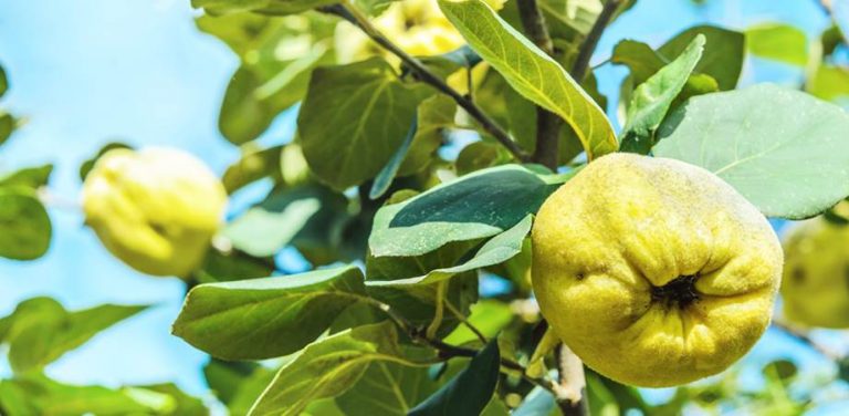 Gutui – compozitie nutritiva si beneficii – Sfaturimedicale.ro