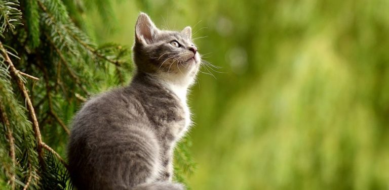 Toxocaroza – cauze, simptome, tratament – Sfaturimedicale.ro